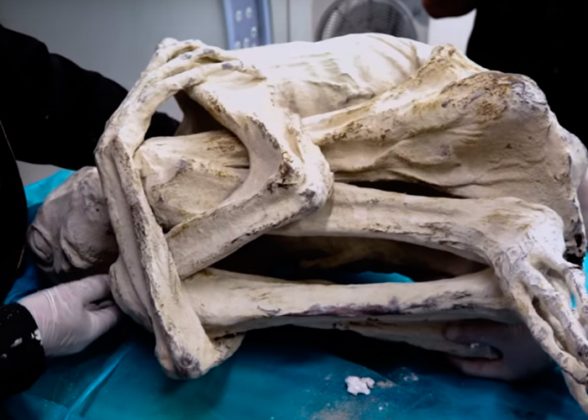 Surge insólita teoría sobre el origen de la momia 'María' de Nazca | TN8.ni