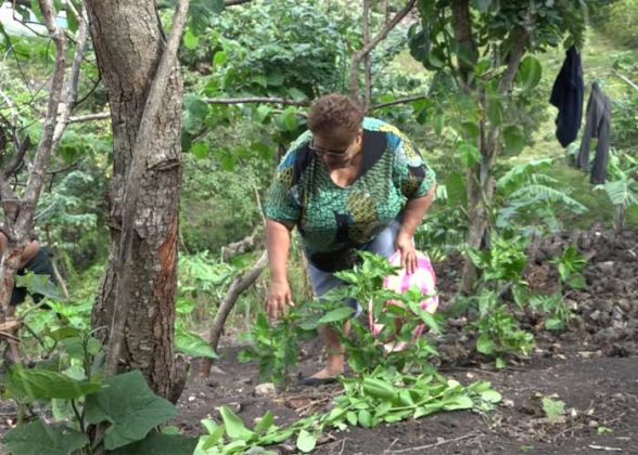 Doña Calixta cuenta con alimentos sanos gracias a Patio Saludable | TN8.ni