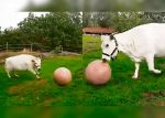 El video de una vaca jugando fútbol revienta las redes | TN8.ni