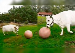 El video de una vaca jugando fútbol revienta las redes | TN8.ni