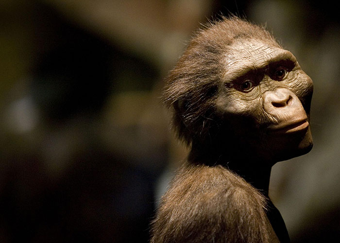Australopithecus Lucy murió "al caer de un árbol" | TN8.ni