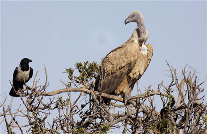 En África los buitres están en peligro de extinción | TN8.ni