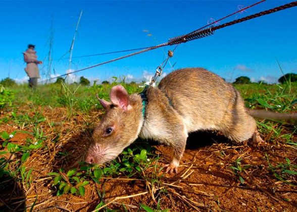 ¡Misión cumplida!: muere Magawa una rata que salvó vidas en Camboya ...