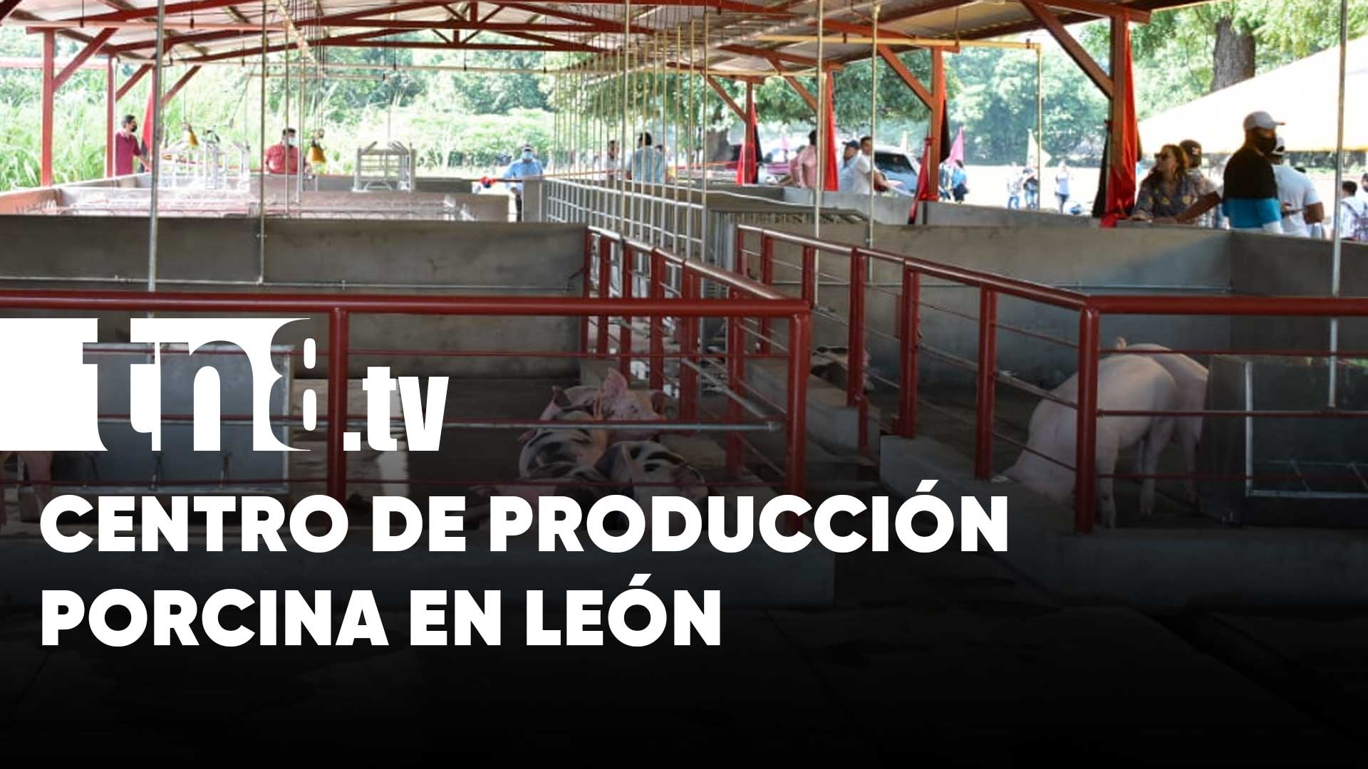 Nuevo centro de mejoramiento genético y producción porcina en León | TN8.ni