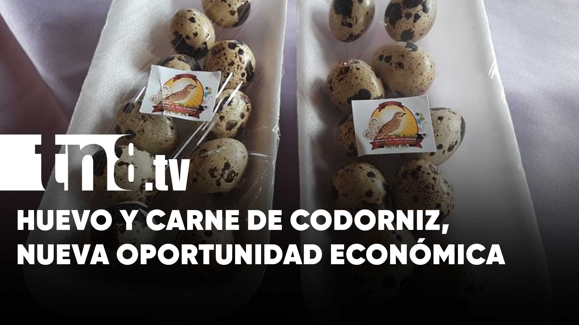 Crianza de codorniz, una alternativa económica que promueve el MEFCCA ...
