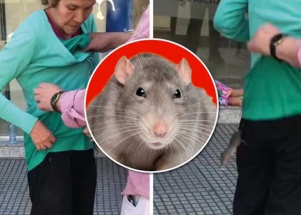 ¡Horror! Rata se mete en la ropa de una señora en un banco | TN8.ni