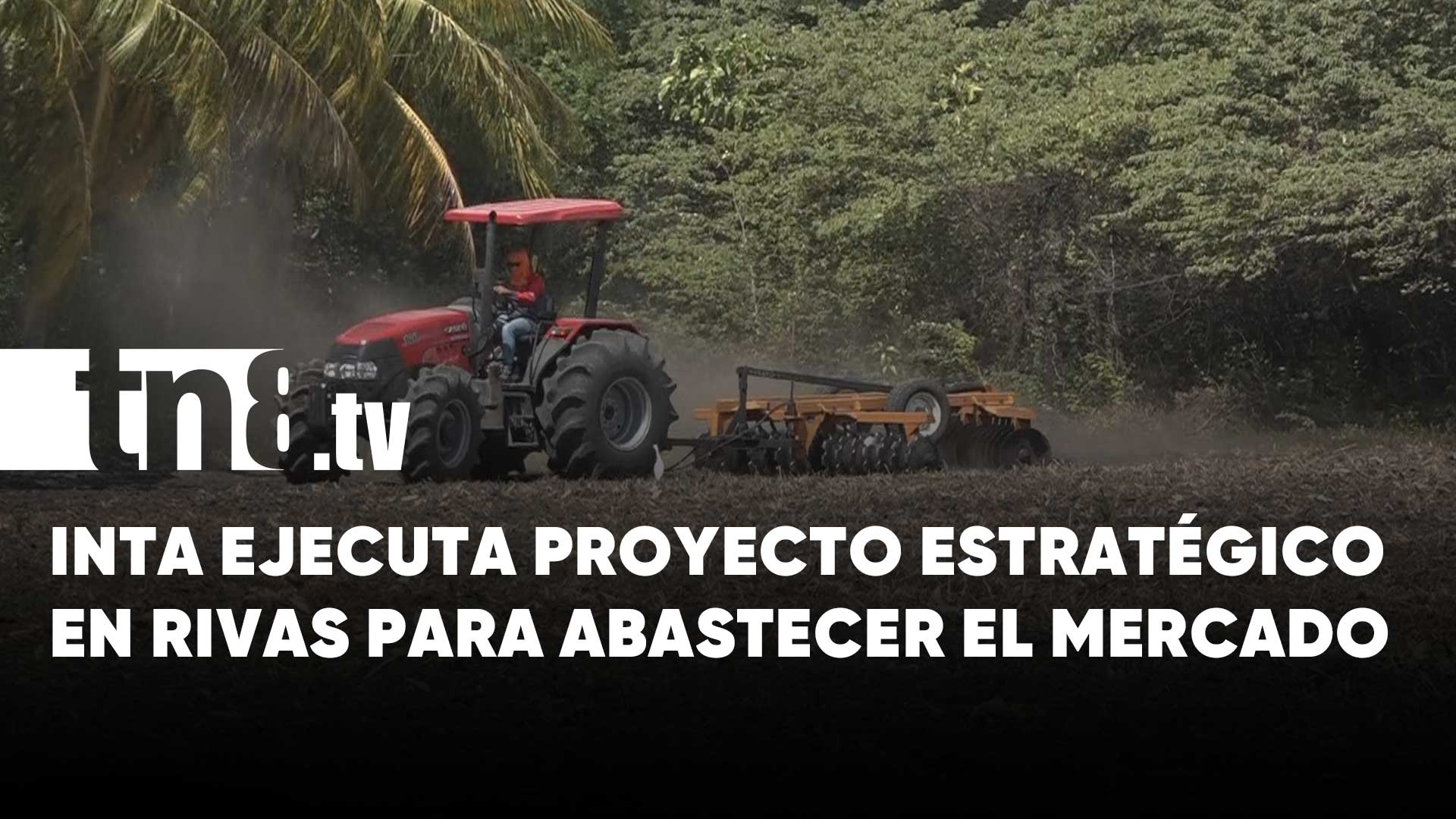INTA en Rivas impulsa producción masiva de maíz y sorgo para garantizar ...