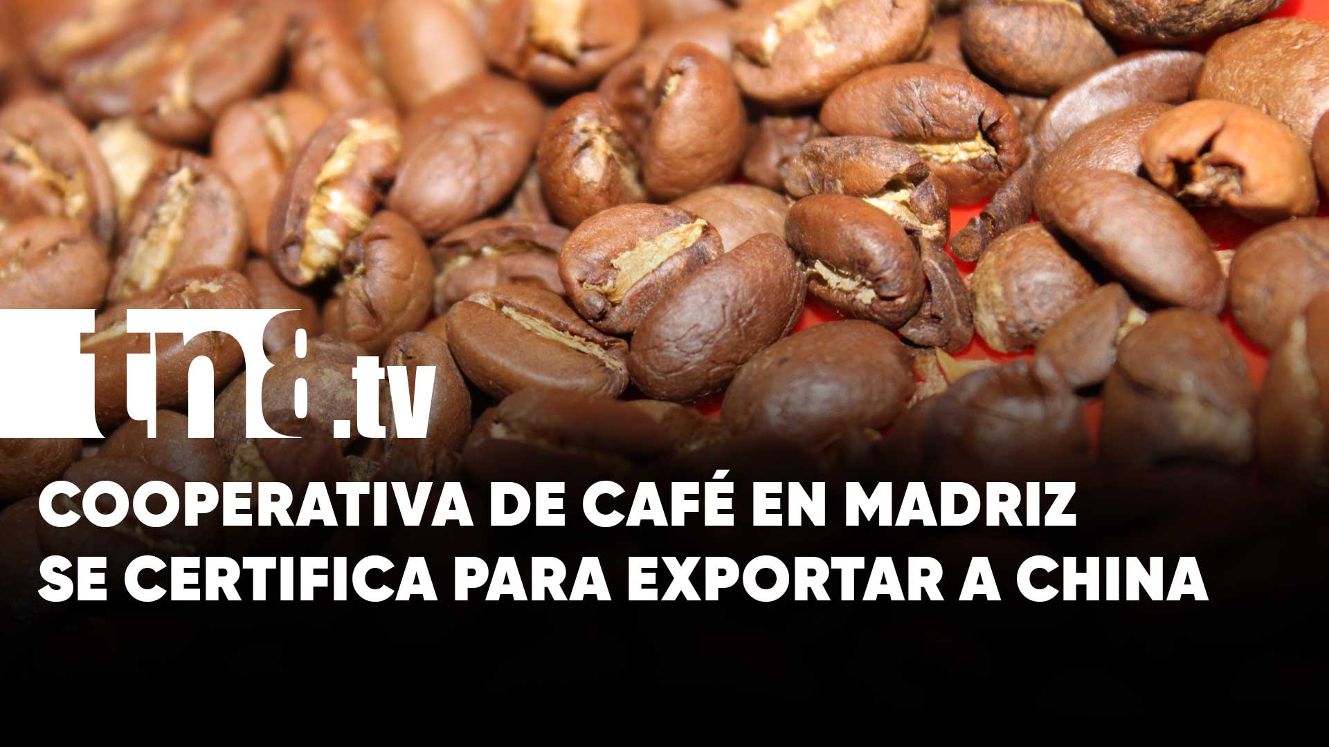 Cooperativa de café en Madriz obtiene certificación para exportar hacia ...