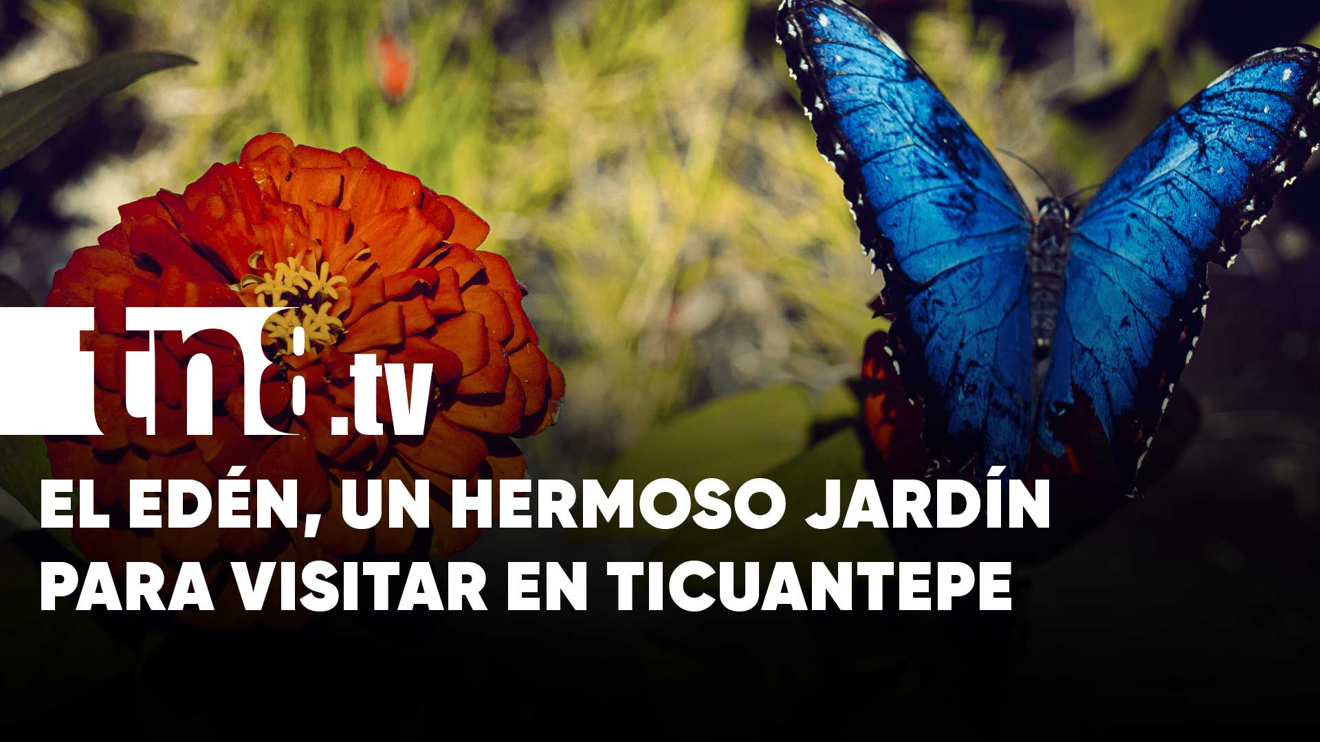 Parque El Edén, en Ticuantepe, hermoso "templo" para mariposas y la ...