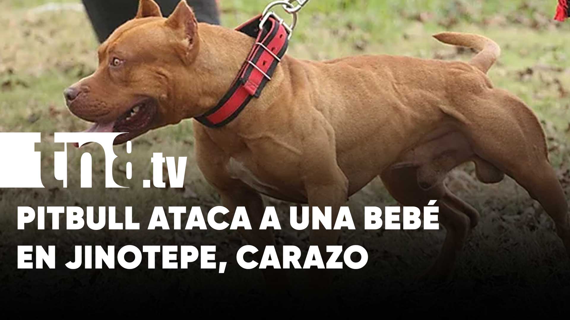 ¡De horror! Pitbull ataca a una bebé en Jinotepe, Carazo | TN8.ni