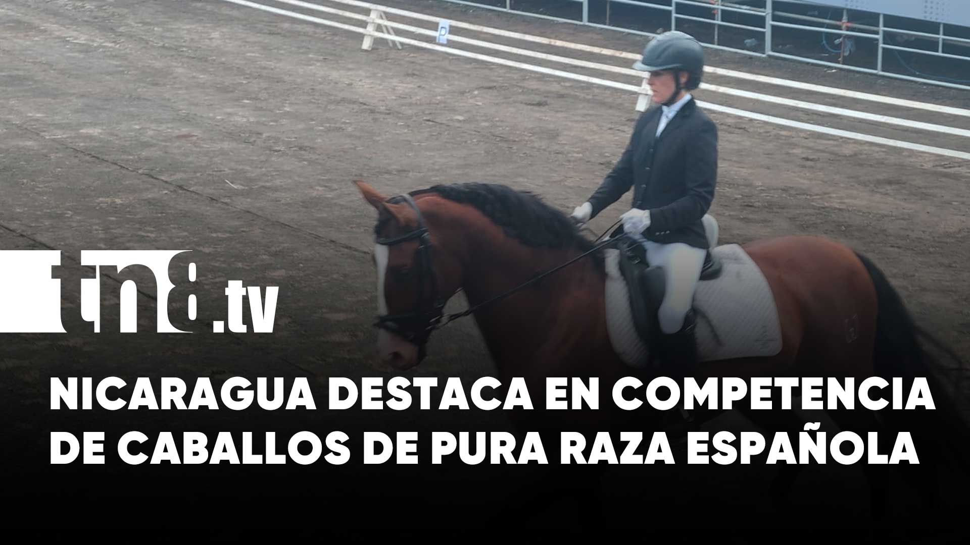 Elogian genética equina de Nicaragua en el Campeonato de Caballos de ...