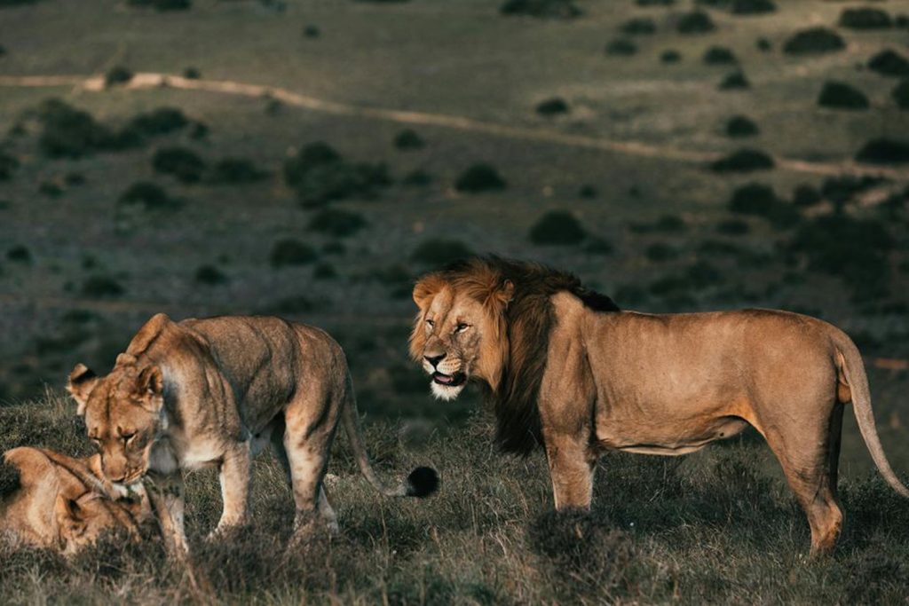 Milagro en Zimbabue: Niño sobrevive 5 días entre leones en un parque ...