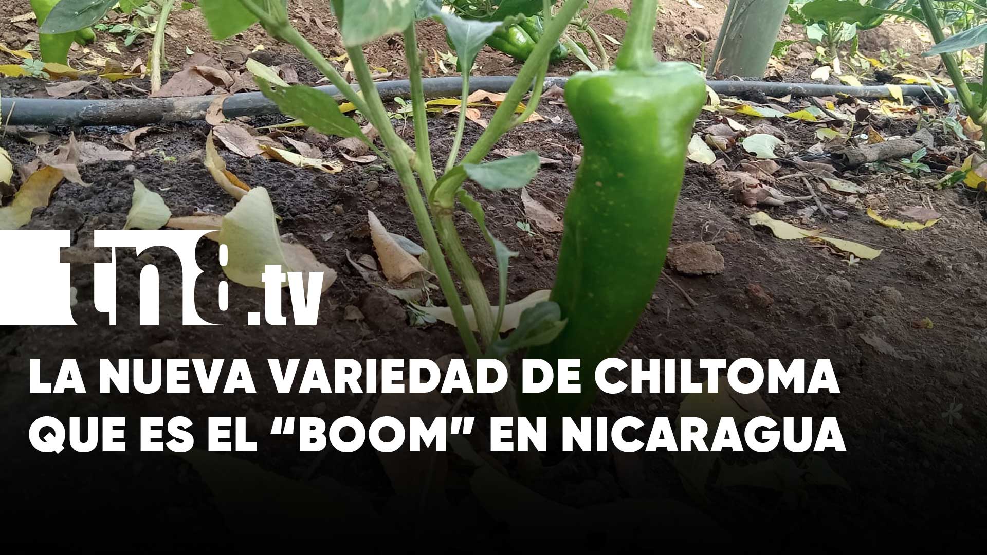 Conozca la nueva variedad de chiltoma que se produce en Nicaragua | TN8.ni