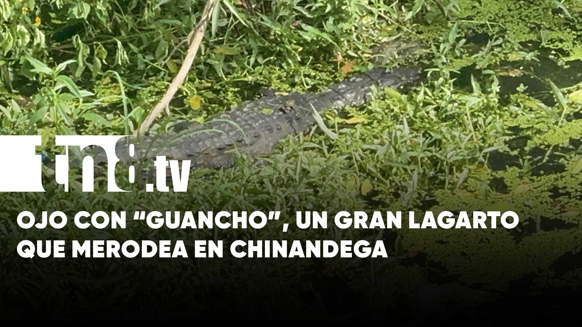Asombro por lagarto "Guancho" en Río Acome, Chinandega (VIDEO) | TN8.ni