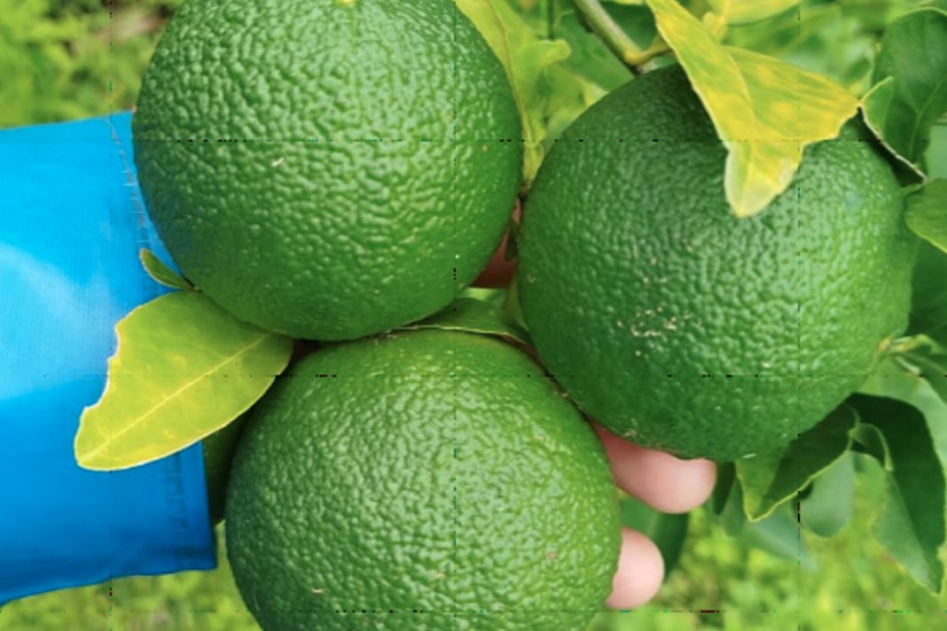 Más de 1,700 familias viven del cultivo de la naranja agria en ...