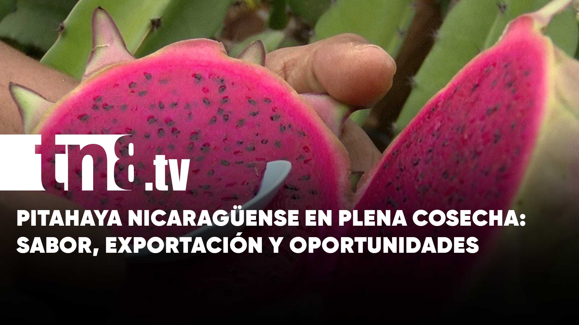 La fruta del dragón brilla en Nicaragua: Alta distribución de pitahayas ...
