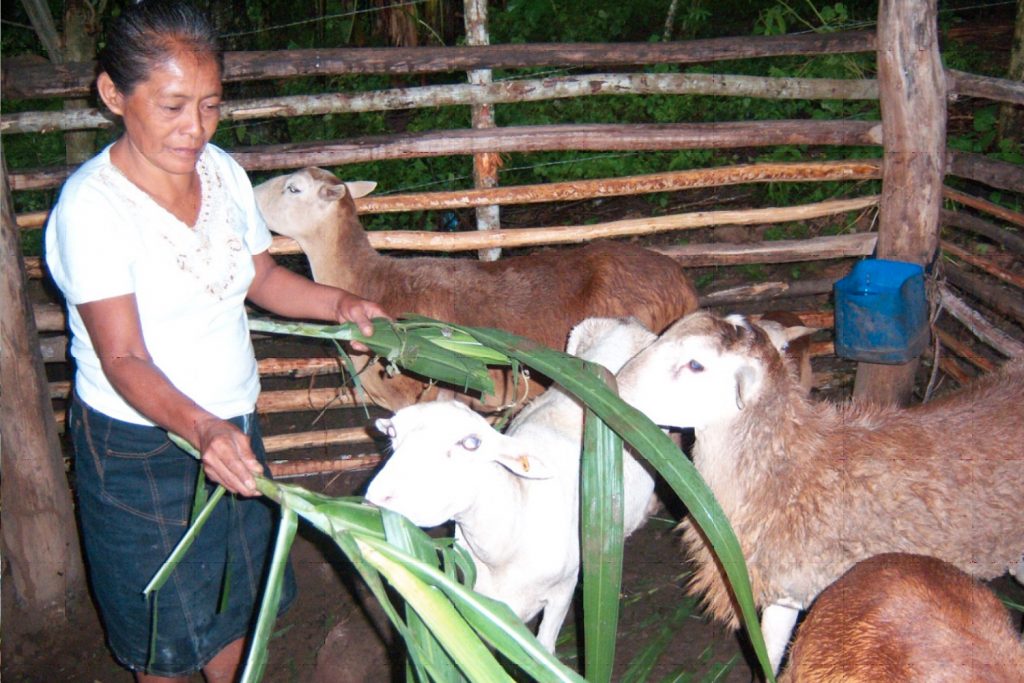 Ovinocultura en Nicaragua crece: 68 mil cabezas de pelibuey y otras ...