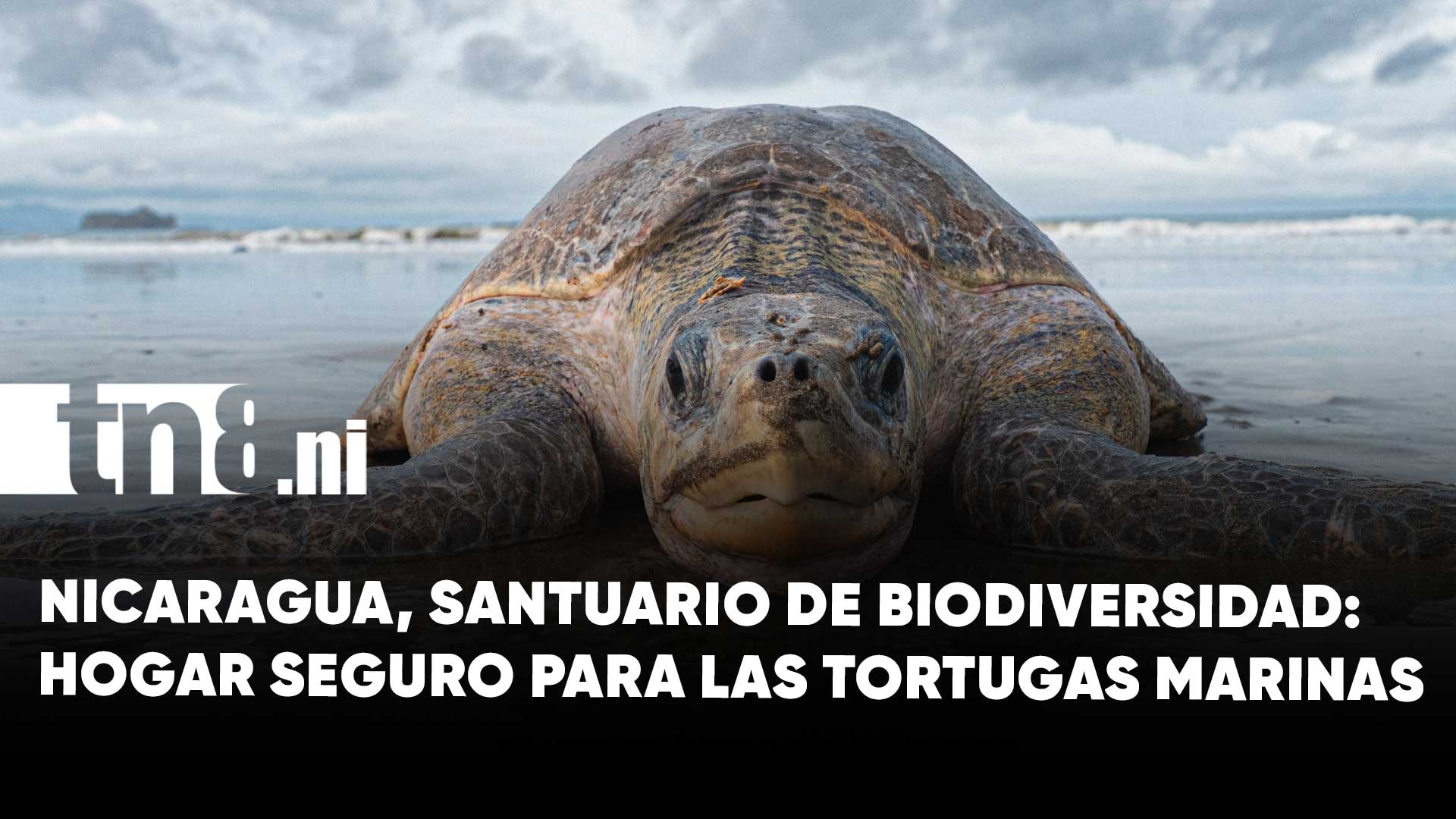 Nicaragua, paraíso natural y santuario de conservación de las tortugas ...