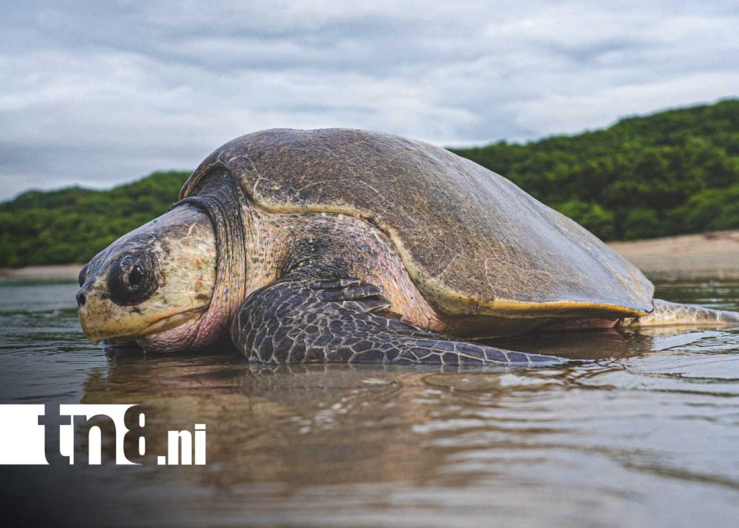 Nicaragua es hogar de cinco especies de tortugas marinas del mundo | TN8.ni