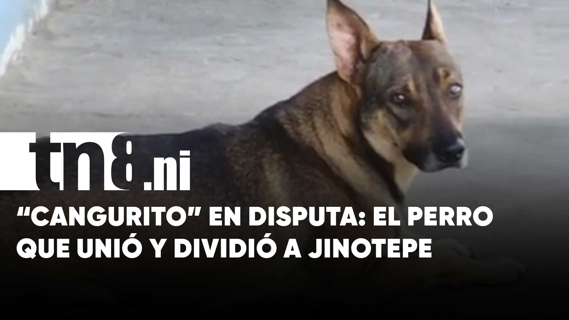 Discordia viral en Carazo: La disputa por "Cangurito", el perro más ...