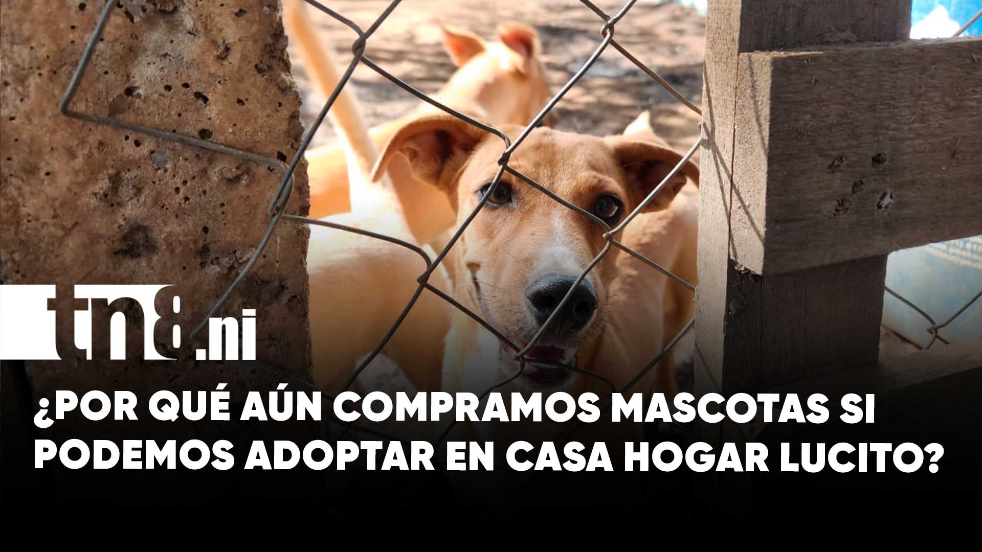 Casa Hogar Lucito y la lucha contra el maltrato animal en Nicaragua ...