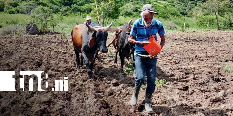 Más de 86 mil familias preparan tierras para la siembra de frijol rojo ...